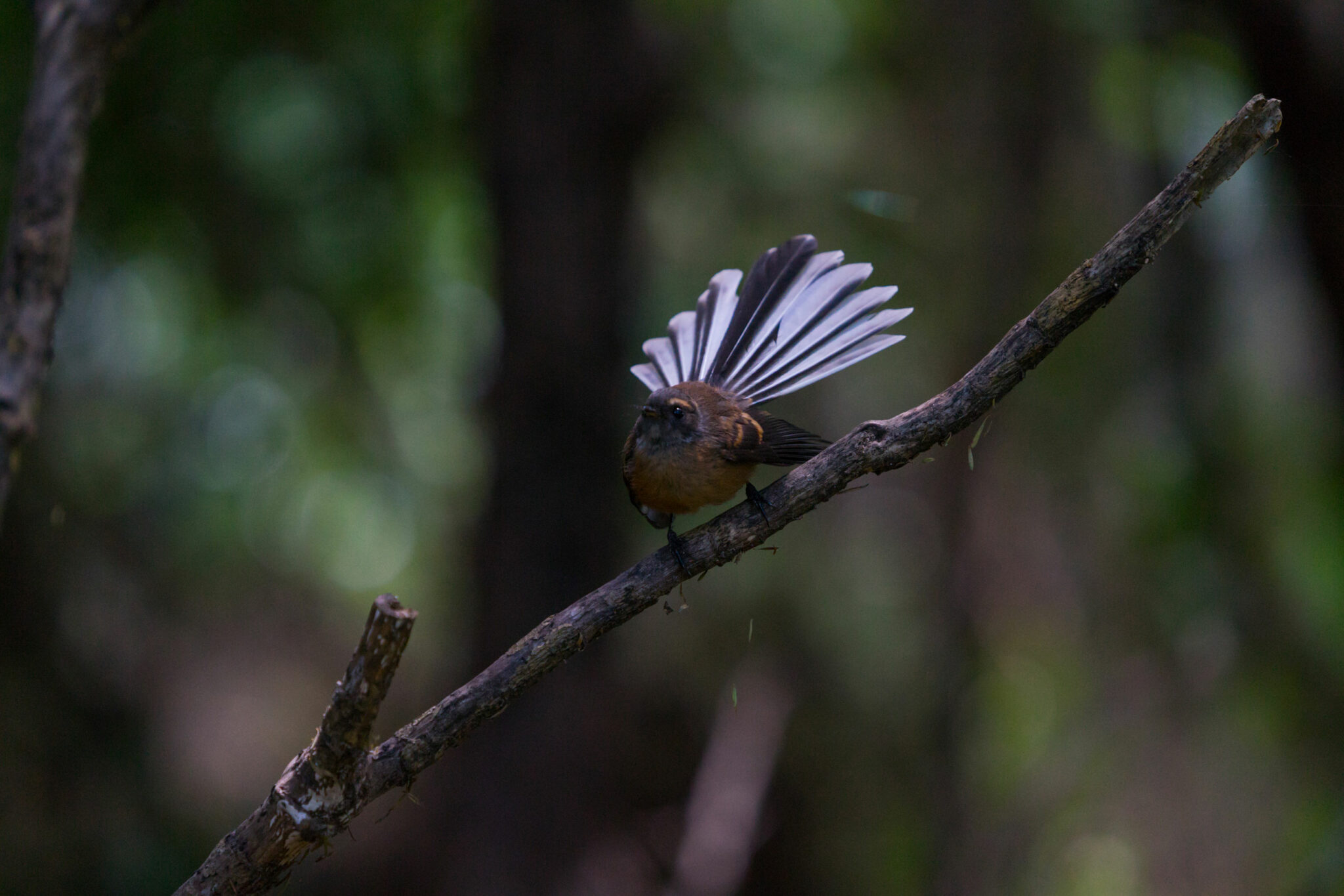 Private Charges Calculator – Fertility Plus